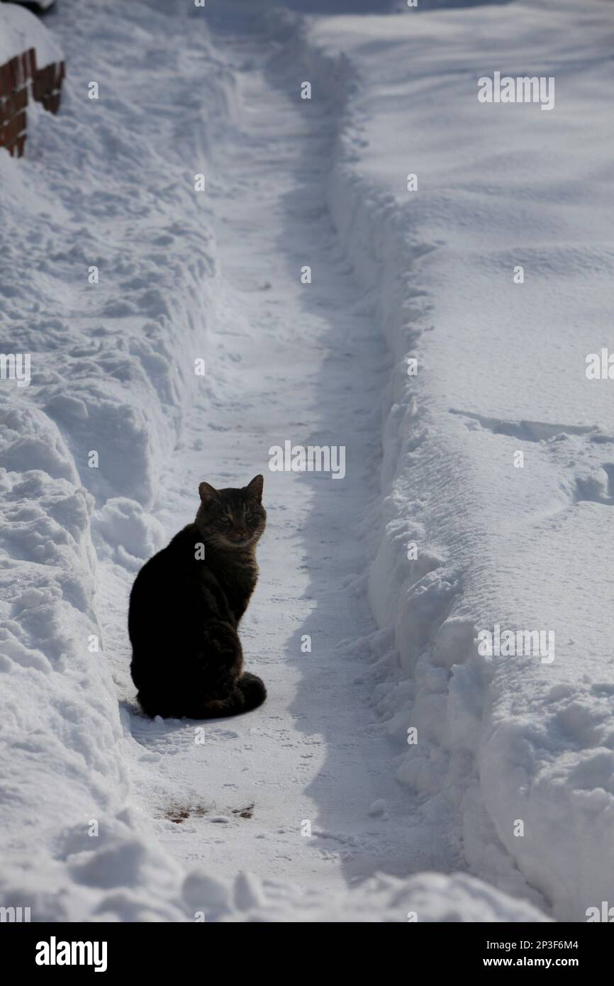 "Avatar" the cat, owned by Sharon Meador, finds a path home in the ...