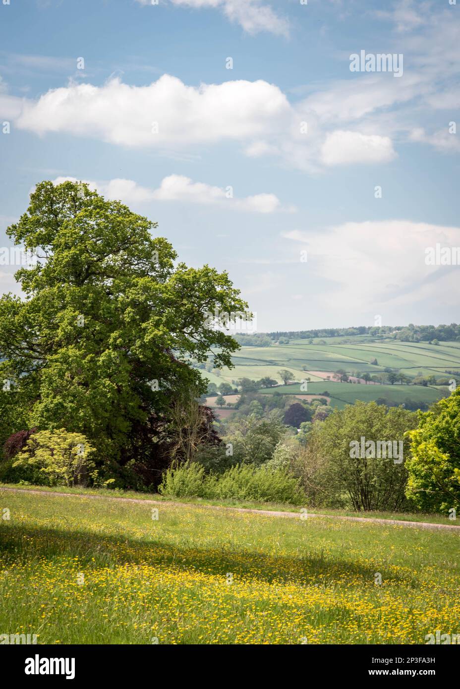 View from the parkland of Knightshayes Estate in Devon, England during ...