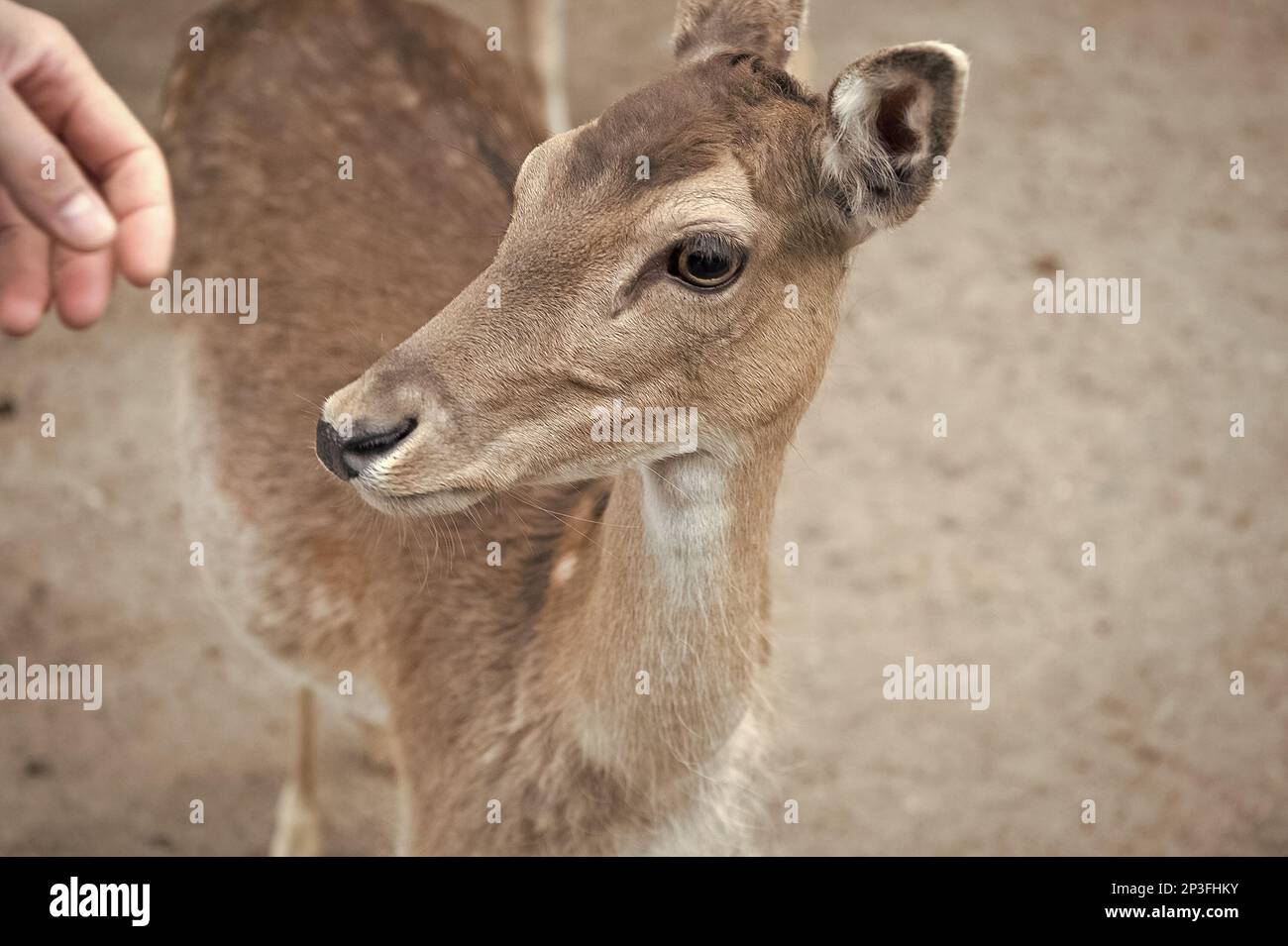 young deer cute head with hand. wild animal outdoor Stock Photo - Alamy