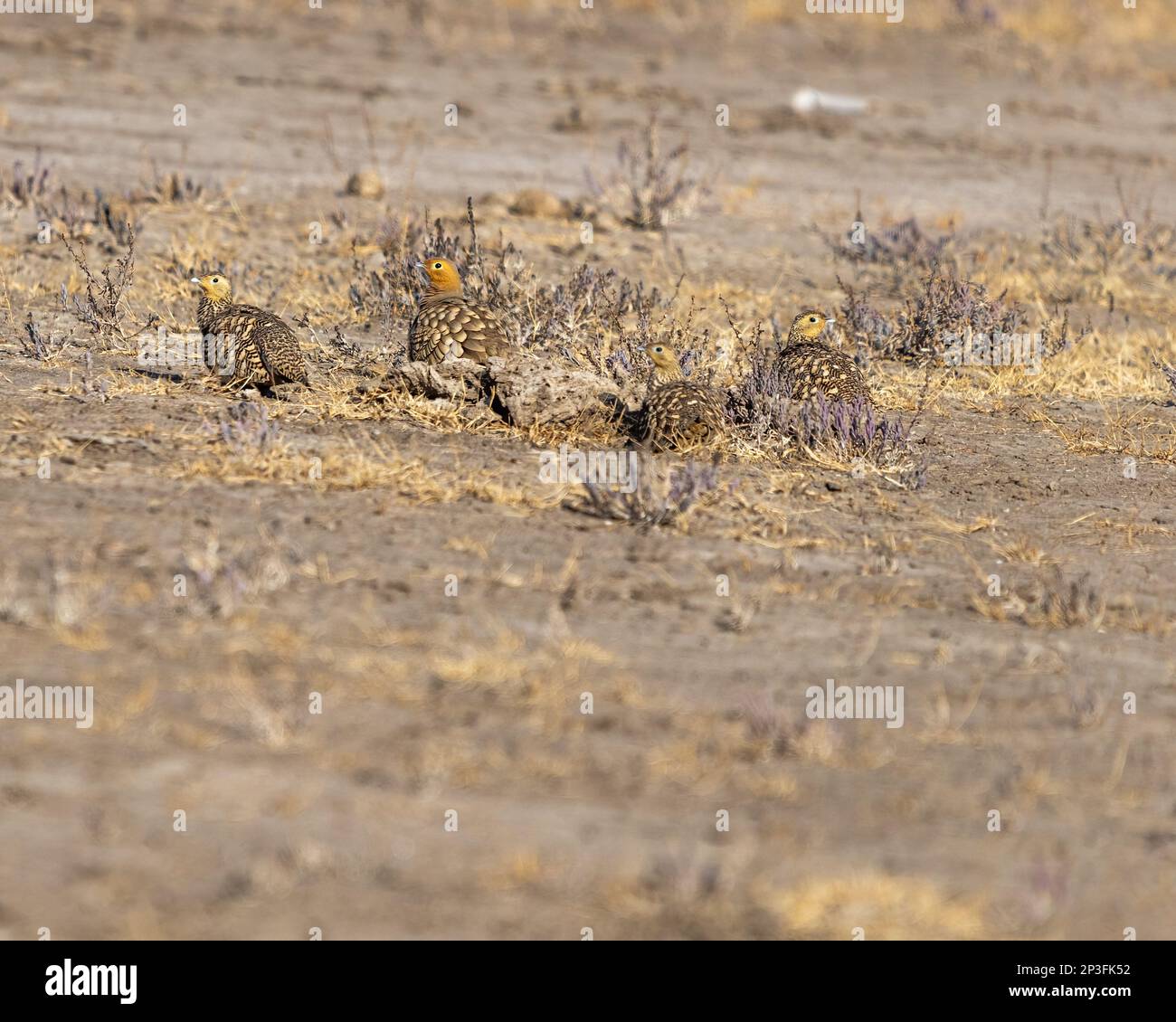Birding in the kalahari hi-res stock photography and images - Alamy