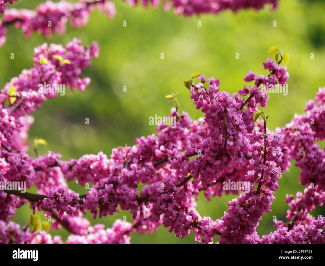 purple flowers of blossoming judas tree. nature background on a sunny ...