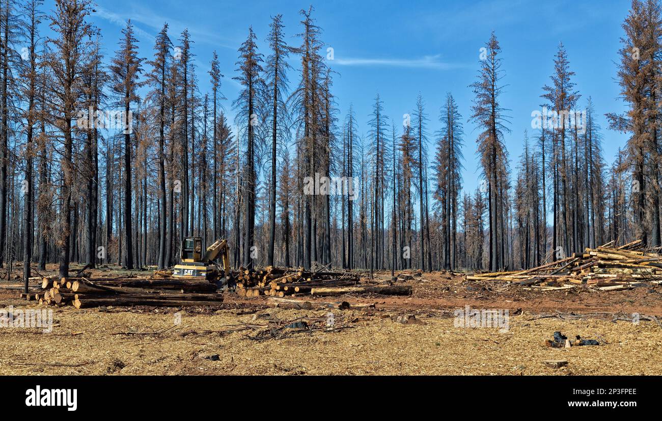 CAT 322 Tracklayer Forest Machine, heel boom, sorting burned logs ...