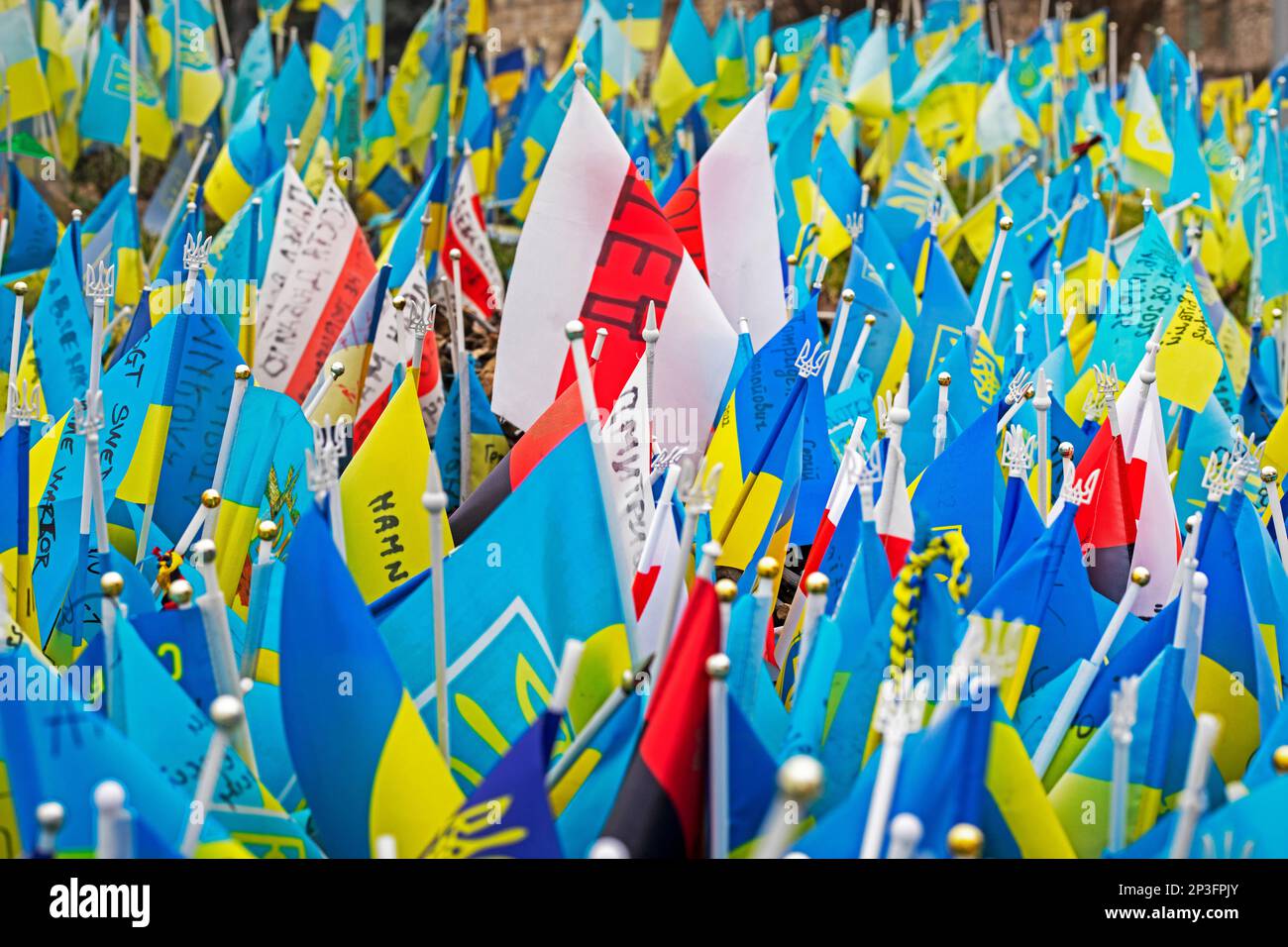 blue-yellow flags of Ukraine with a trident and flags of Poland as a ...
