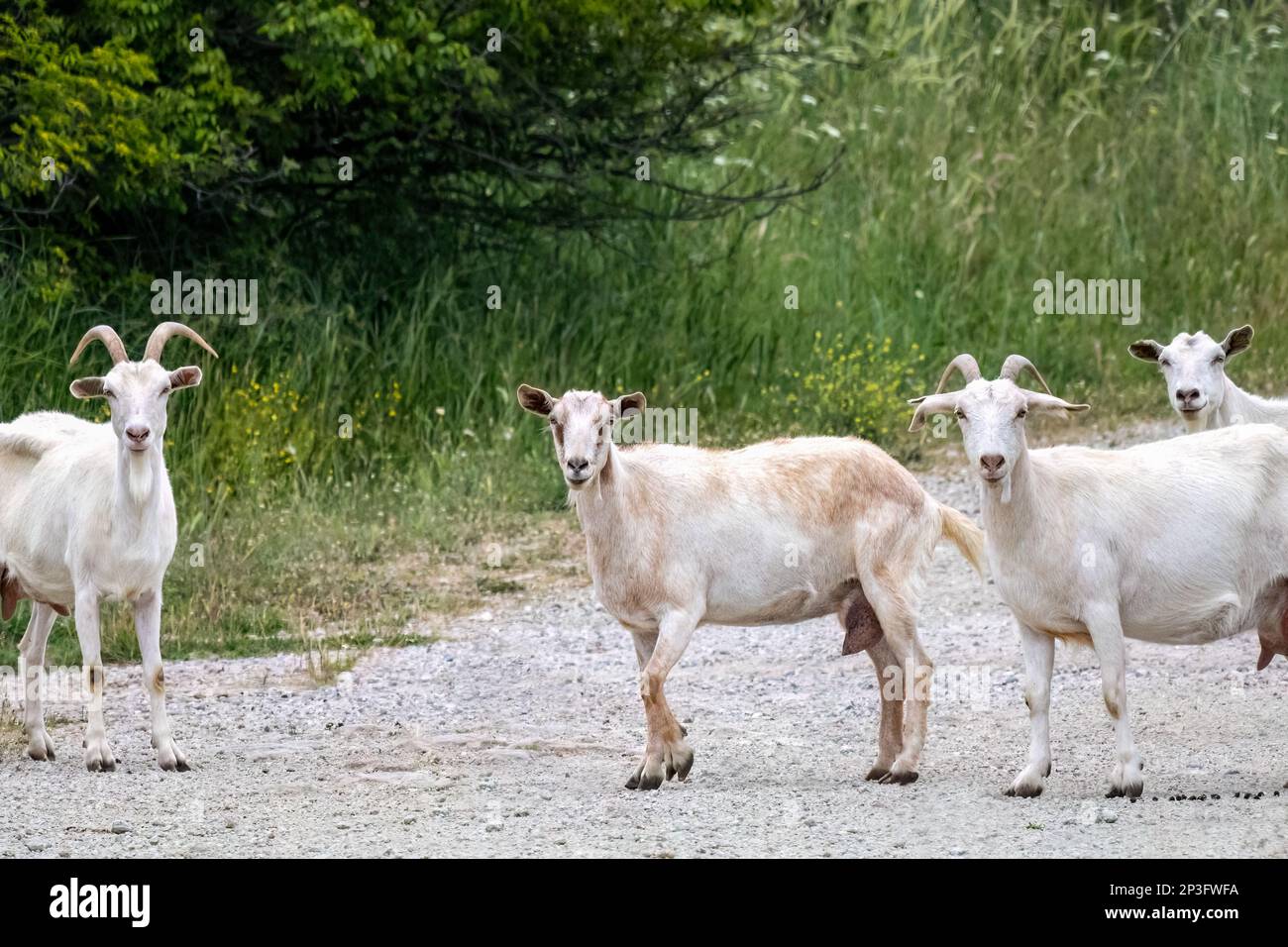 Goats clover hi-res stock photography and images - Alamy