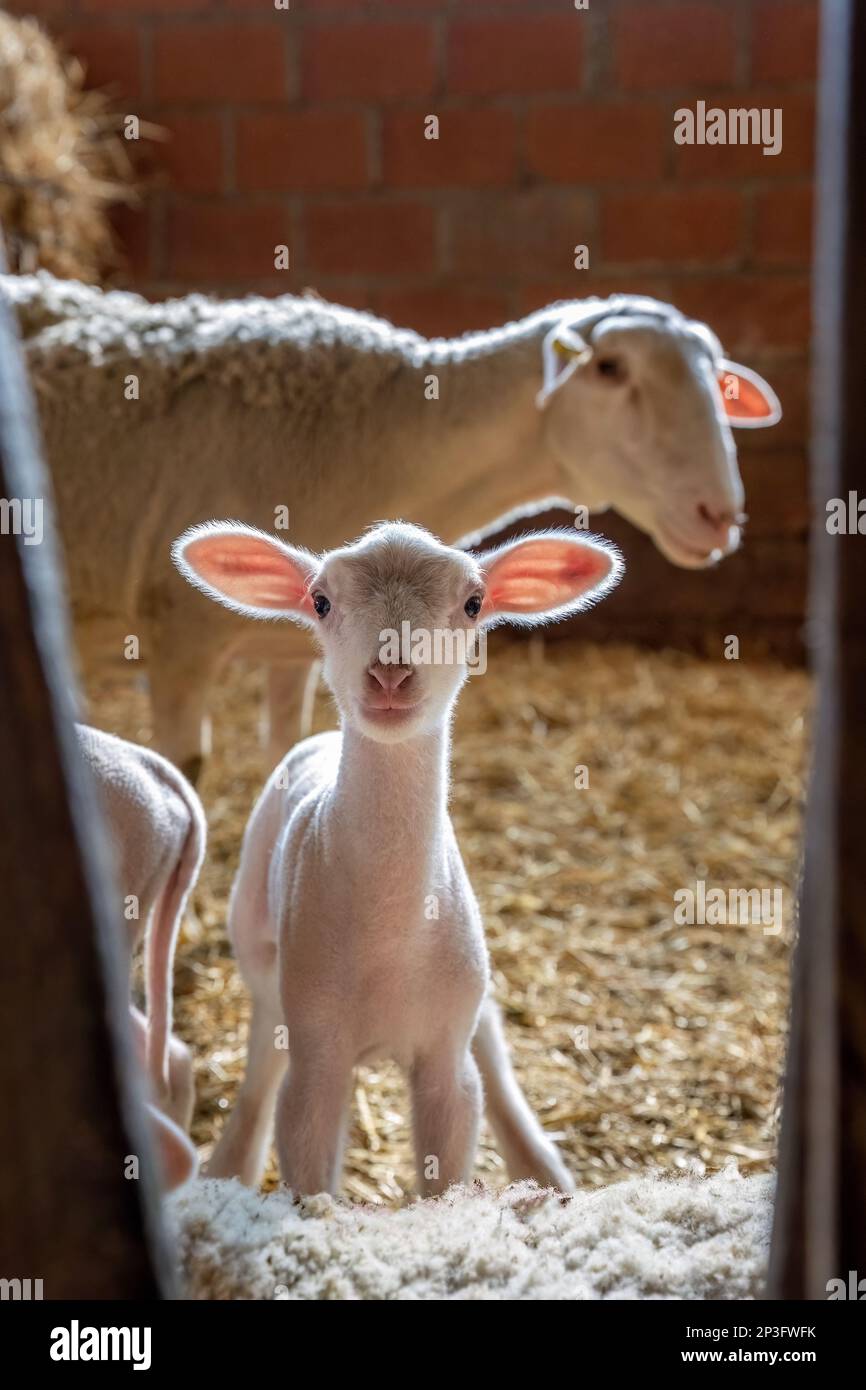 Sheep organic farming and lambing pasture industry Stock Photo - Alamy