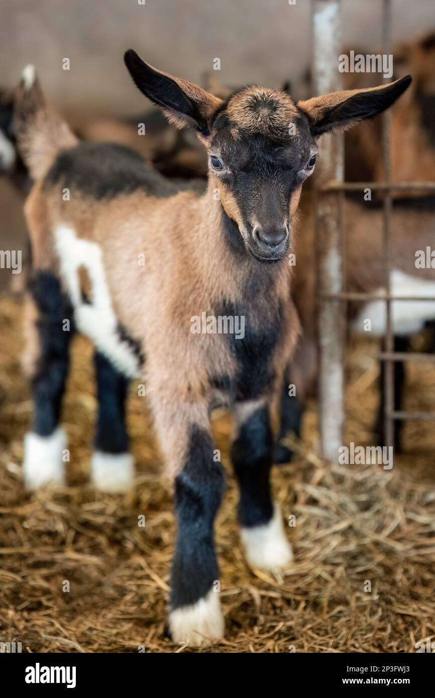 brown-baby-goat-on-organic-farming-and-lambing-milk-industry-stock