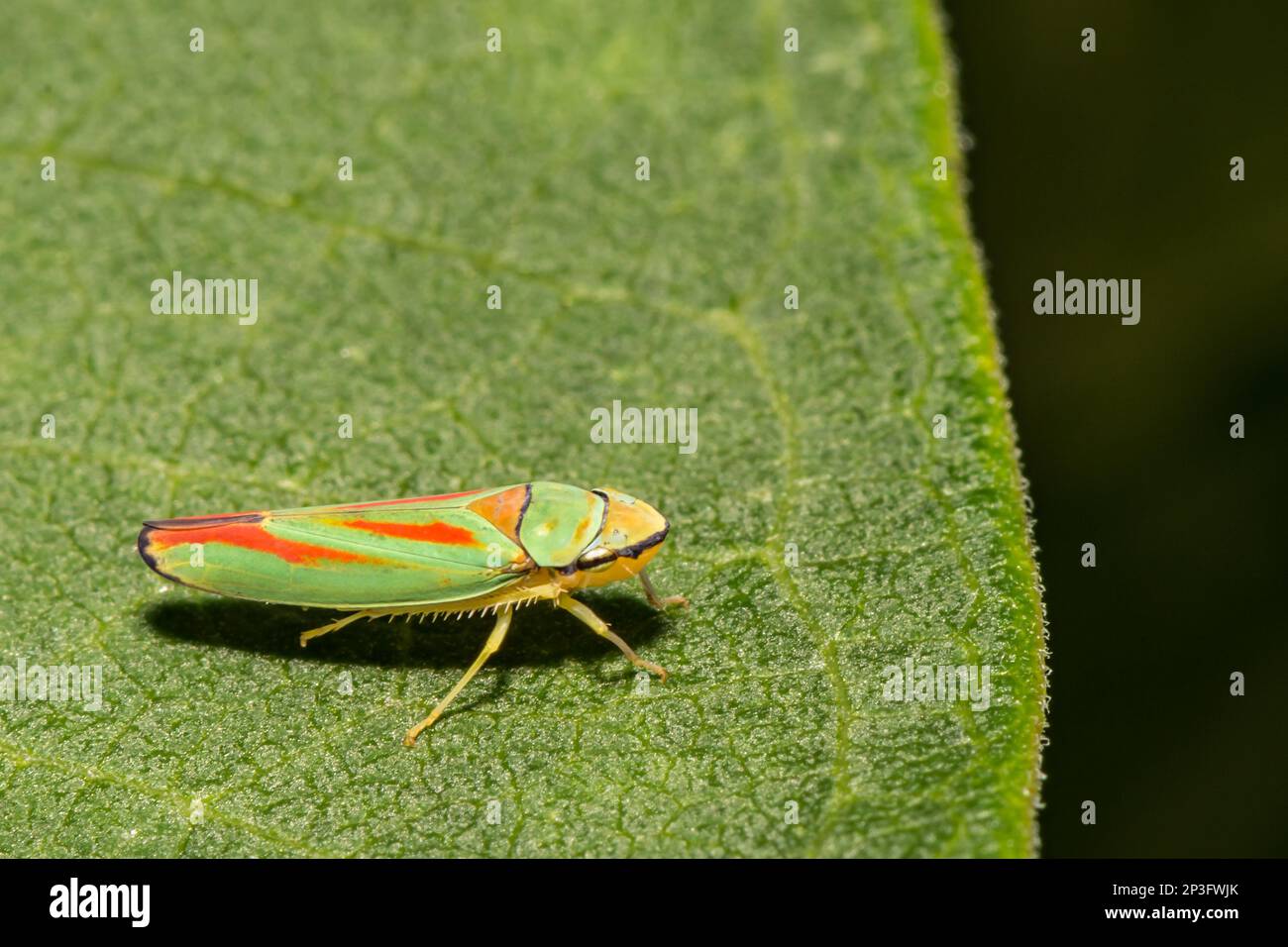 Rhododendron Leafhopper - Graphocephala fennahi Stock Photo - Alamy