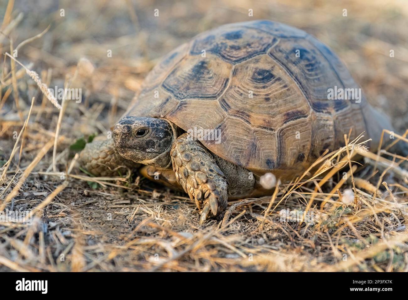 Turtle or Testudines walking on the ground close-up portrait Stock ...