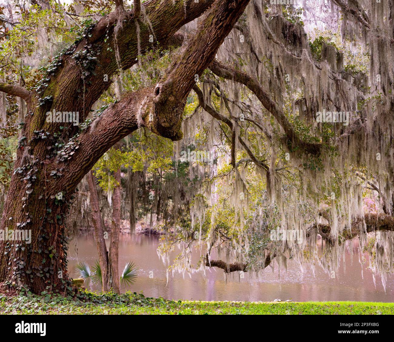 Canopy from live oak hi-res stock photography and images - Alamy