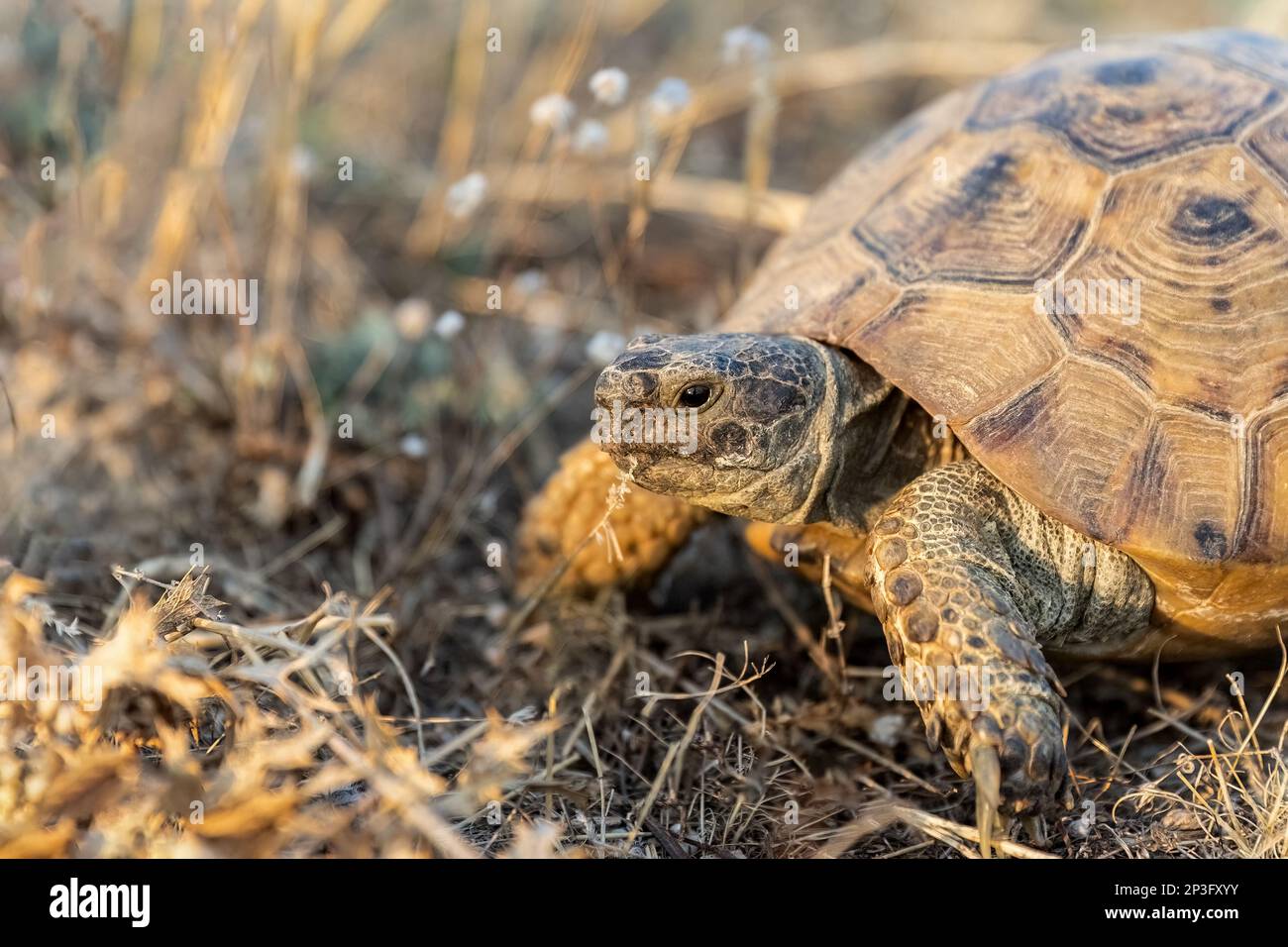 Turtle or Testudines walking on the ground close-up portrait Stock ...