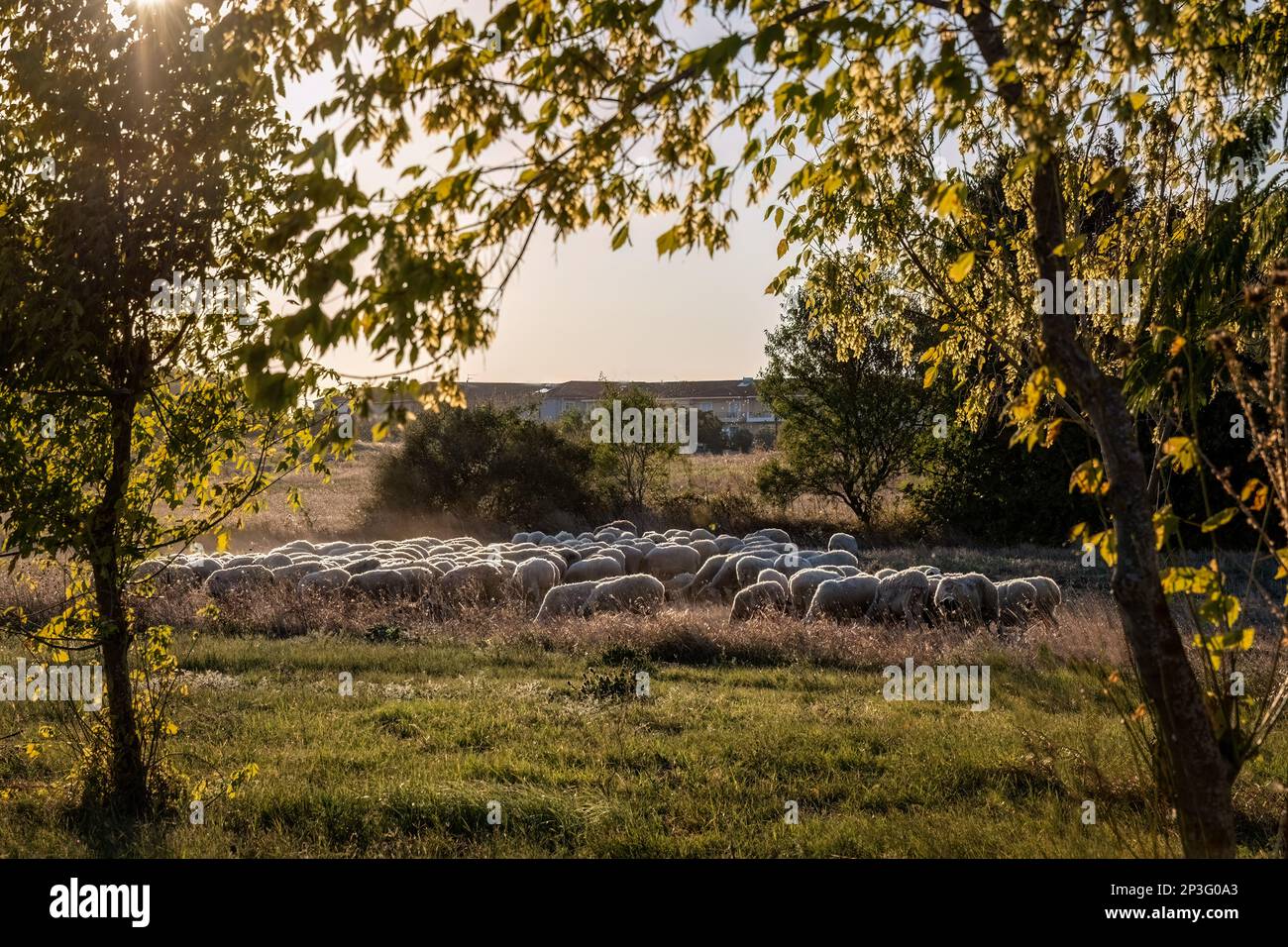 Herd of sheep on meadow behind the trees at sunset Stock Photo - Alamy
