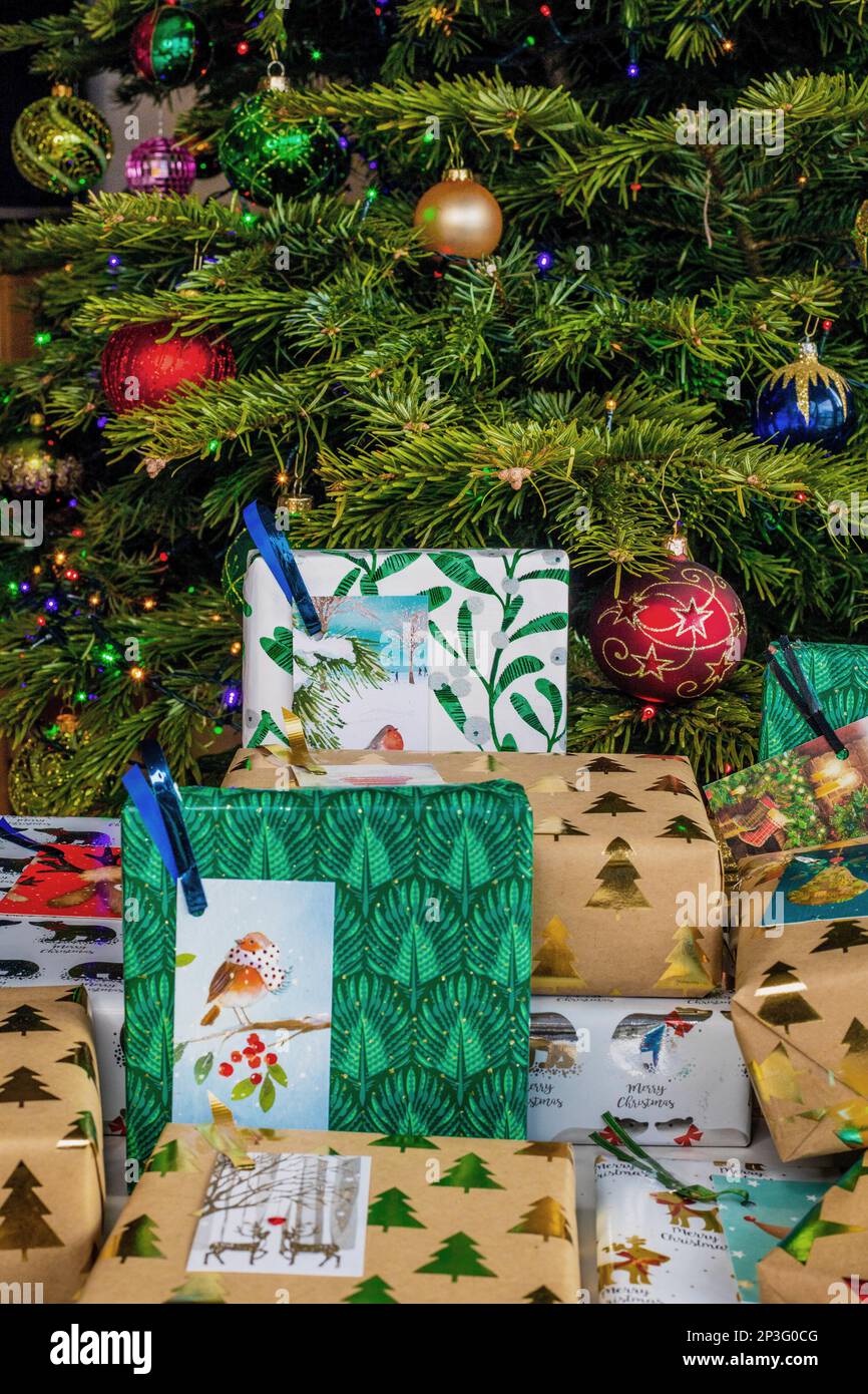 A pile of wrapped Christmas presents lie under the Christmas tree. They ...
