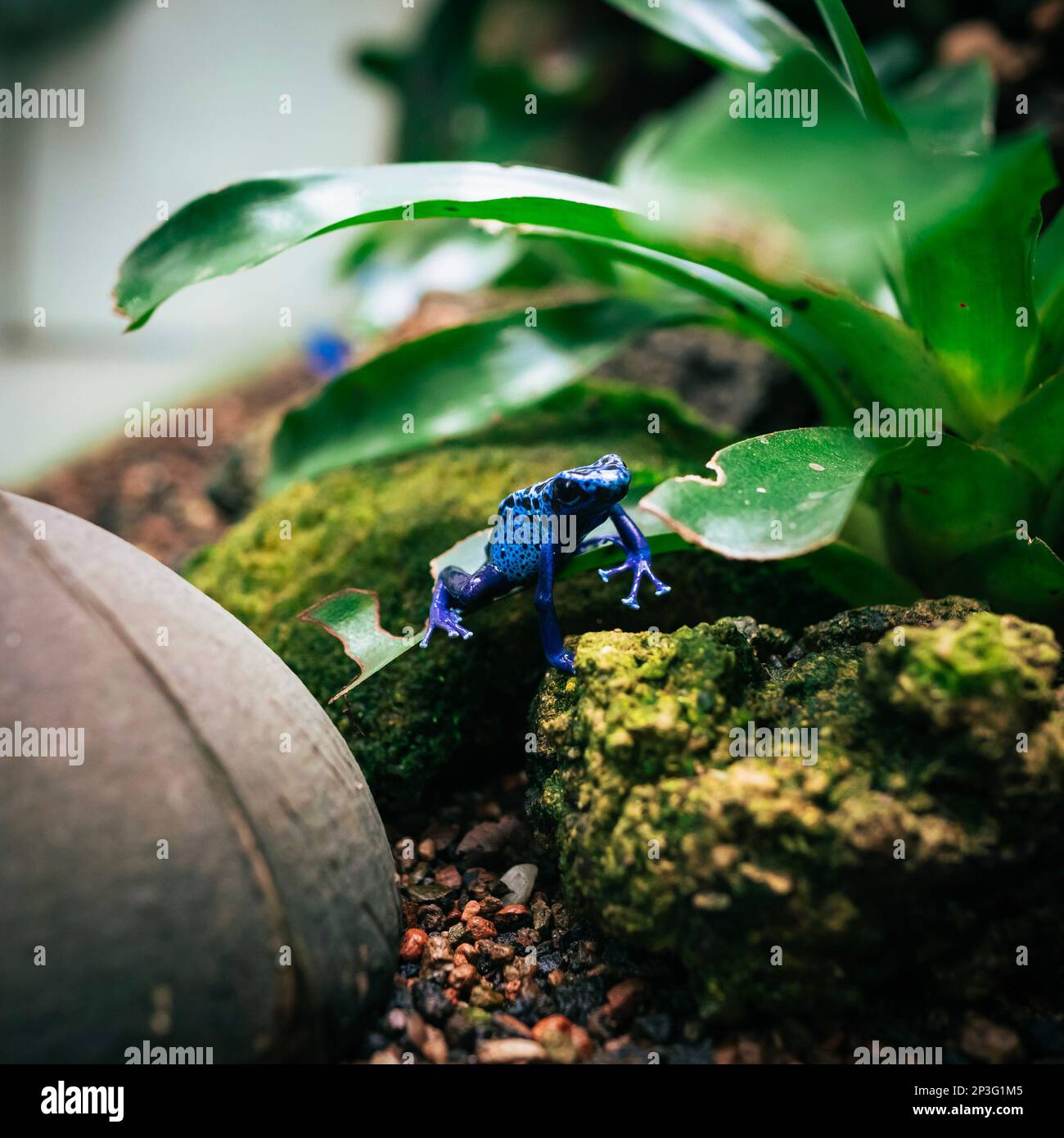 Blue poison dart frog. It's darker on the limbs and belly and overlaid ...