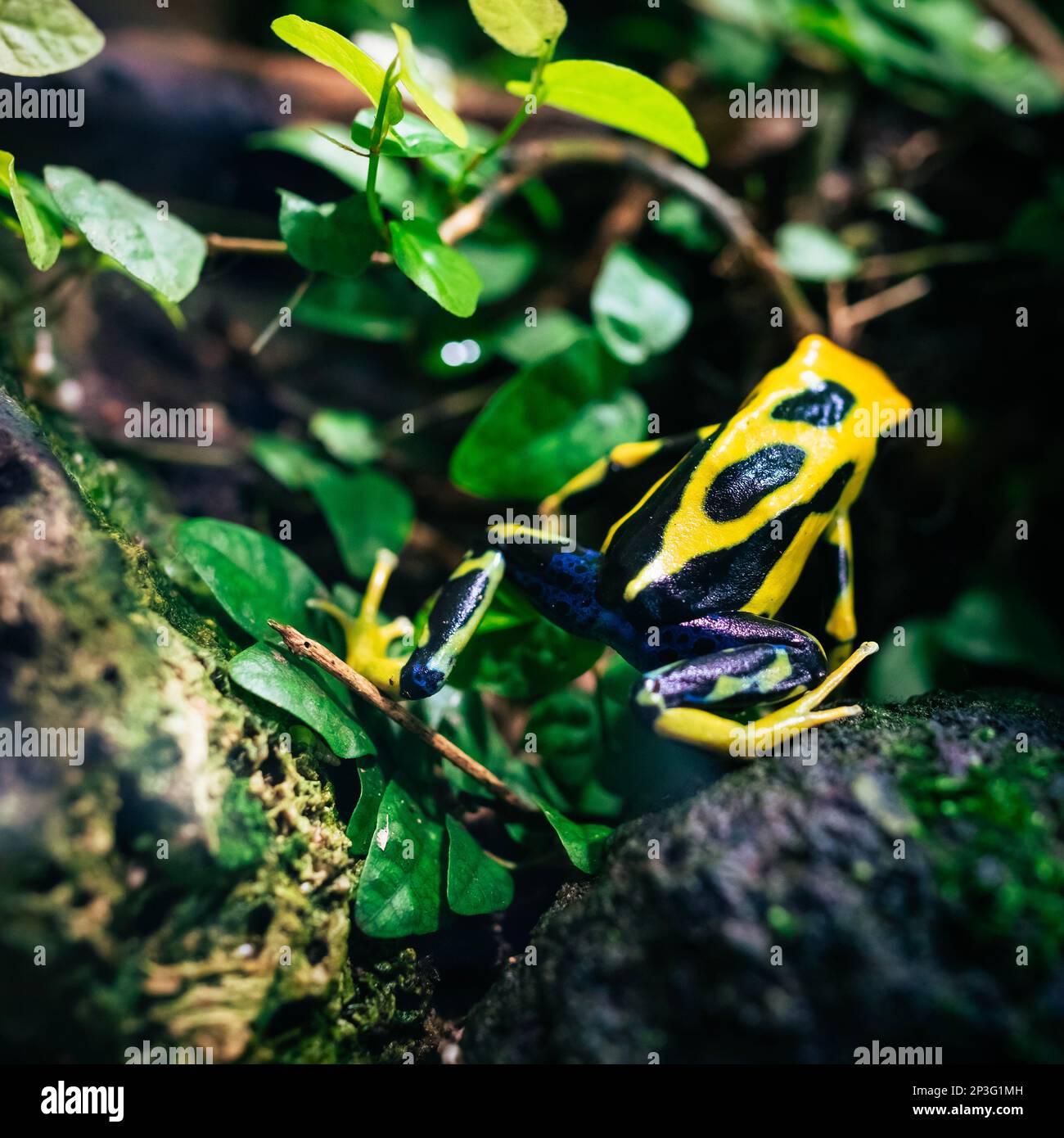 Blue And Yellow Poison Dart Frog