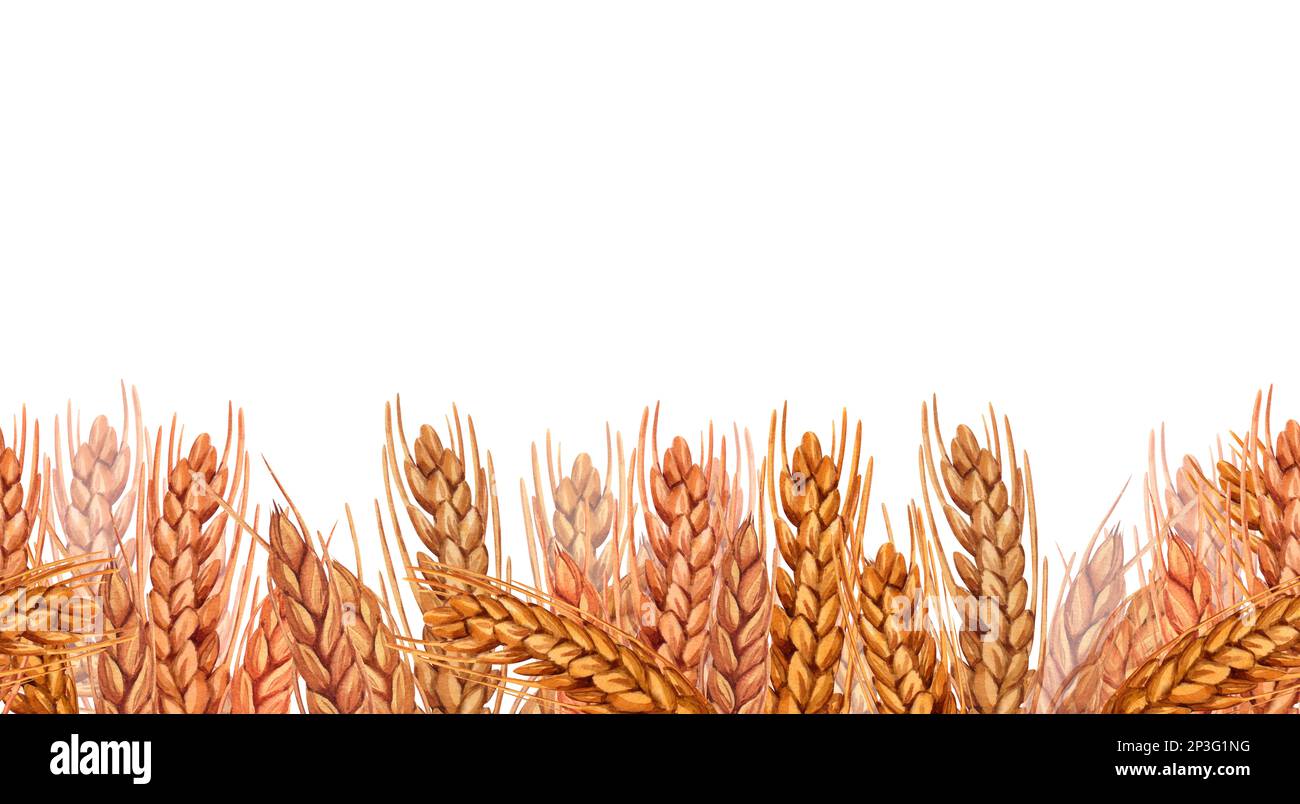 Watercolor spikelets of rye product illustration banner. Painted ...