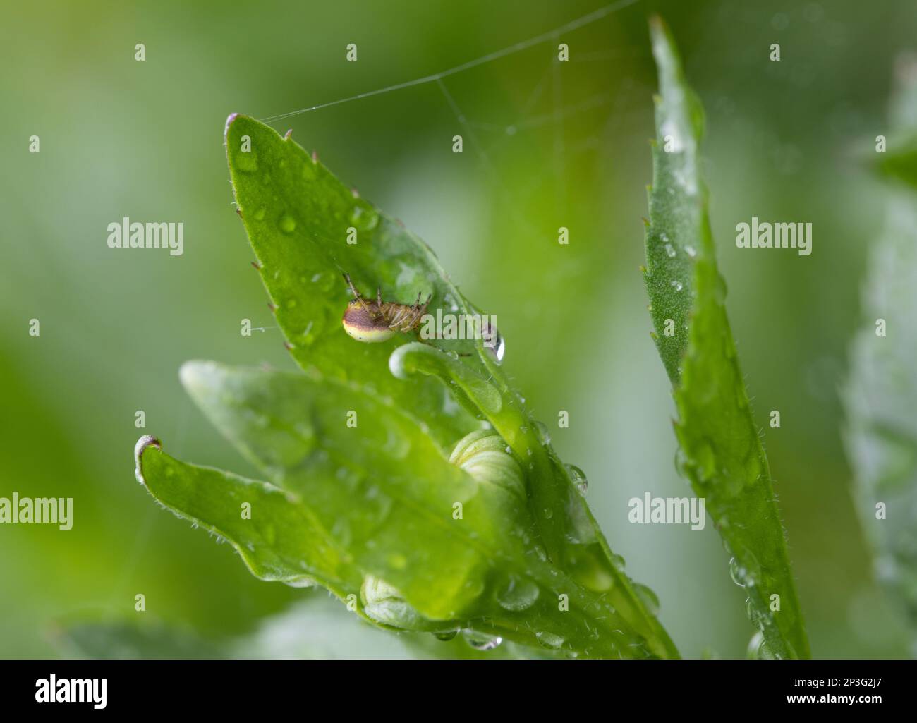 A six-spotted orb weaver spider constructing a web Stock Photo - Alamy