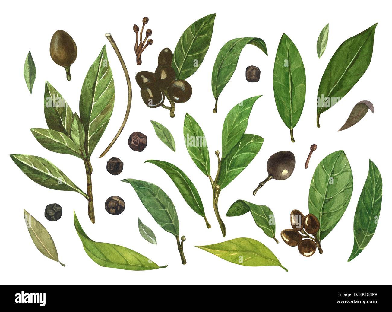 Set bay leaf branches dry and freshness isolated on white background ...