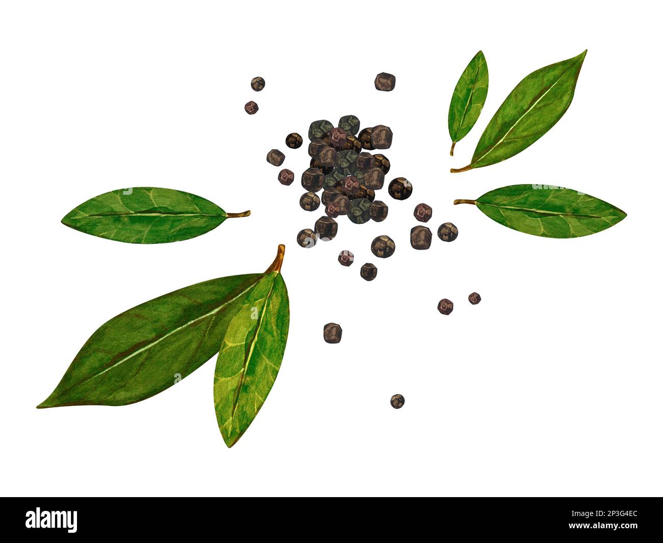 Watercolor bay leaf and black pepper. Botanical hand drawn illustration ...
