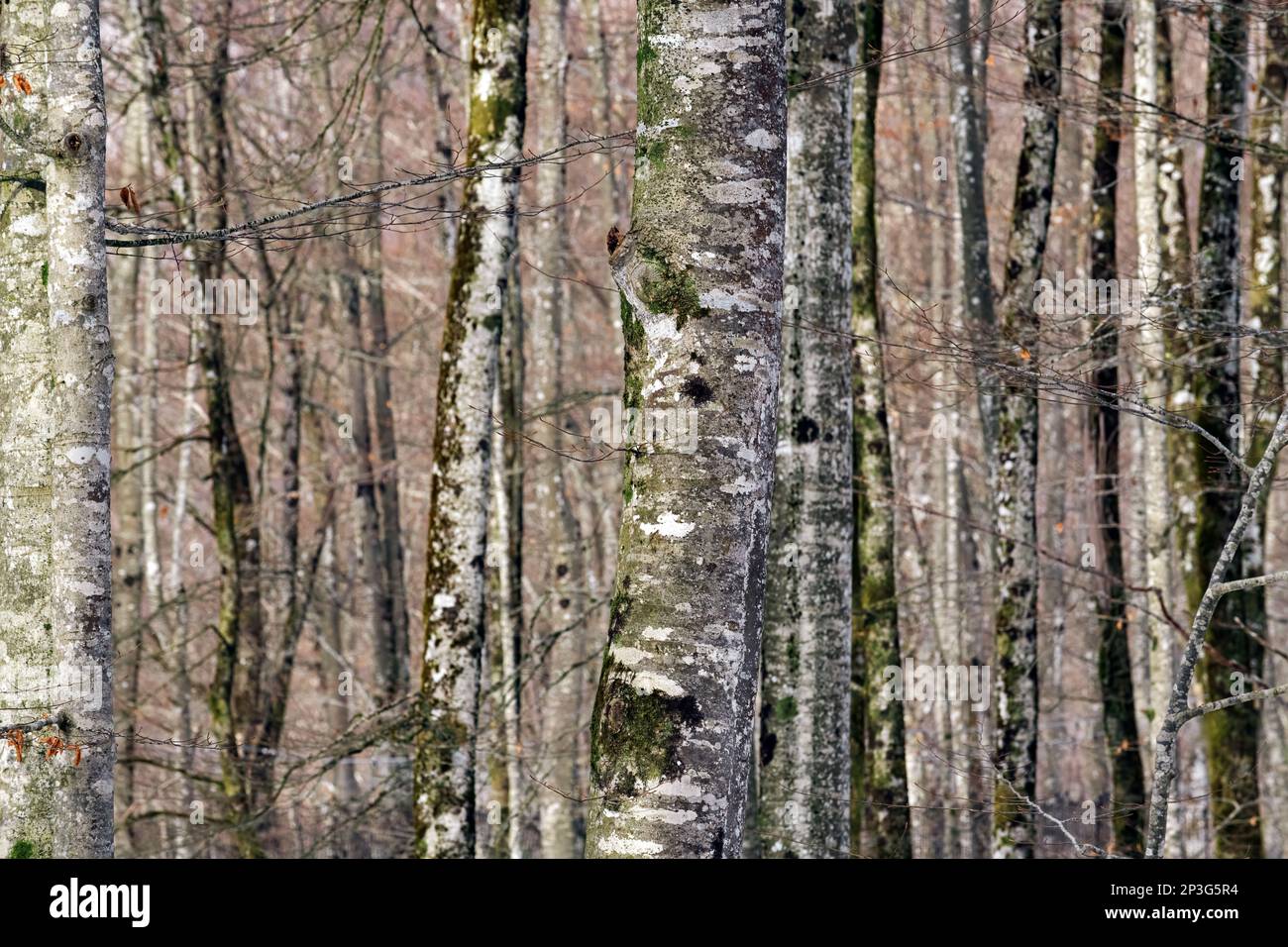 Woodland tree trunks with fungi and moss, selective focus Stock Photo ...