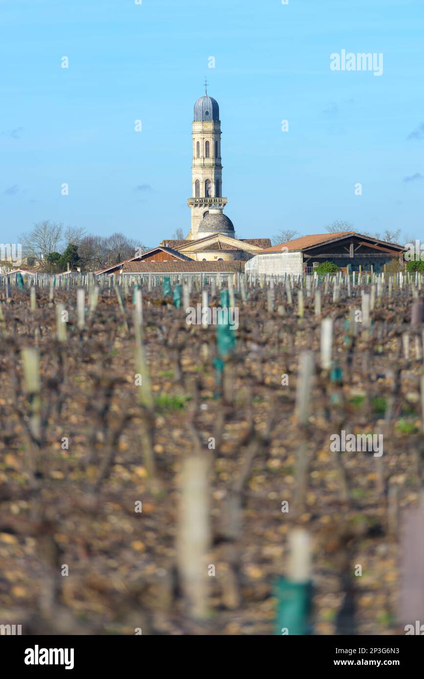 New grape vines plantation hi-res stock photography and images - Alamy