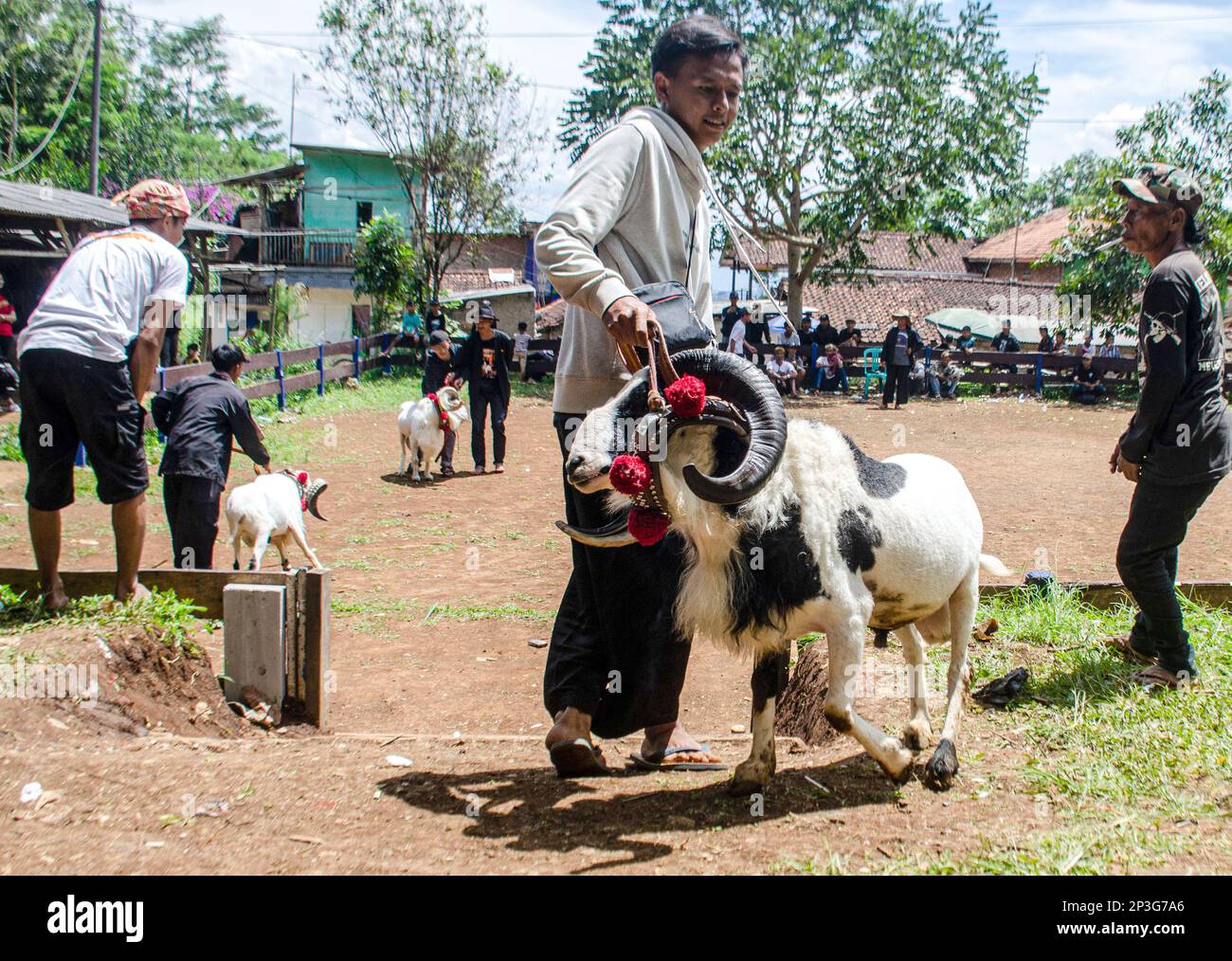 Bandung, Indonesia. 5th Mar, 2023. A man holds his ram before it ...