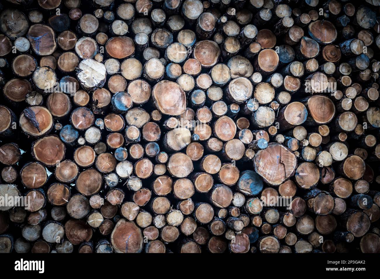 Massive log pile of Pine tree trunks, logging and timber production at ...