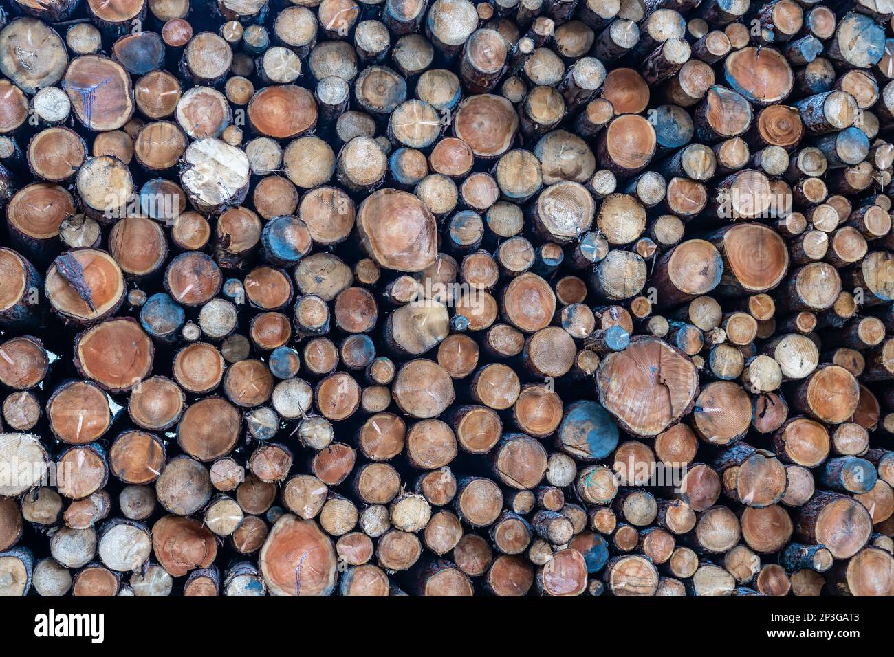 Massive log pile of Pine tree trunks, logging and timber production at ...