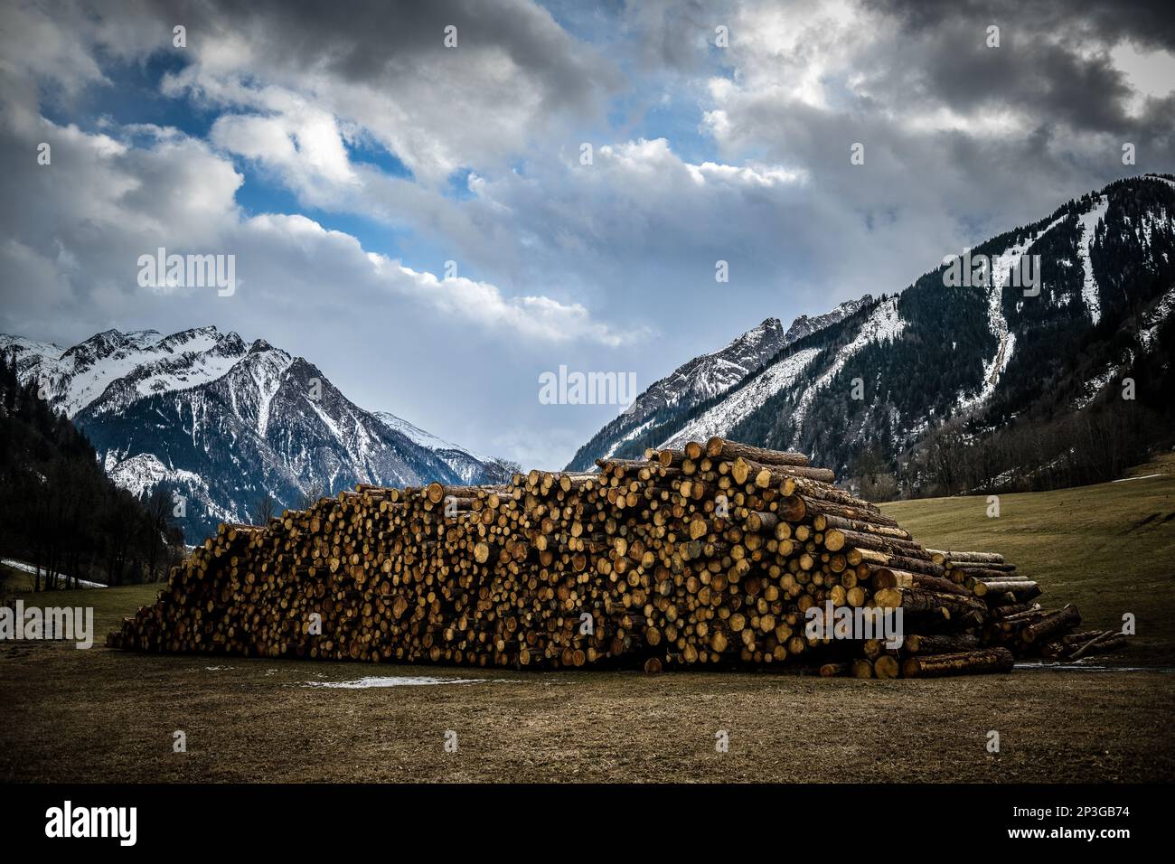 Massive log pile of Pine tree trunks, logging and timber production at ...