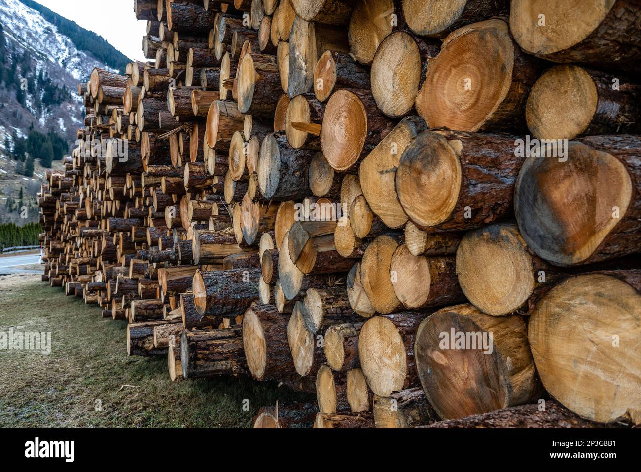 Massive log pile of Pine tree trunks, logging and timber production at ...