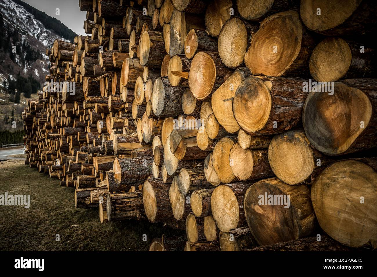 Massive log pile of Pine tree trunks, logging and timber production at ...
