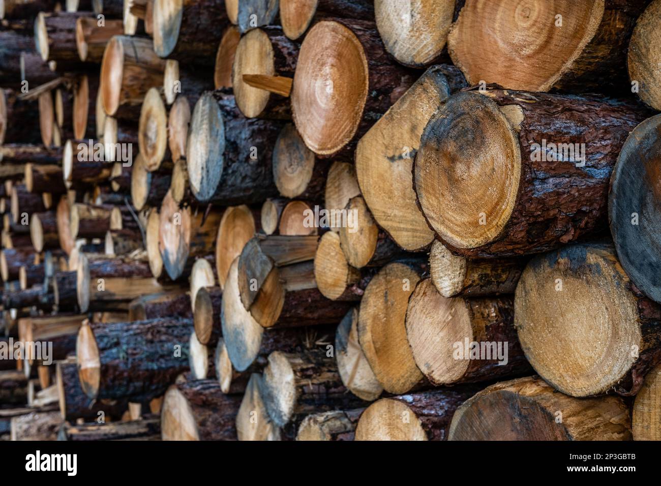 Massive log pile of Pine tree trunks, logging and timber production at ...
