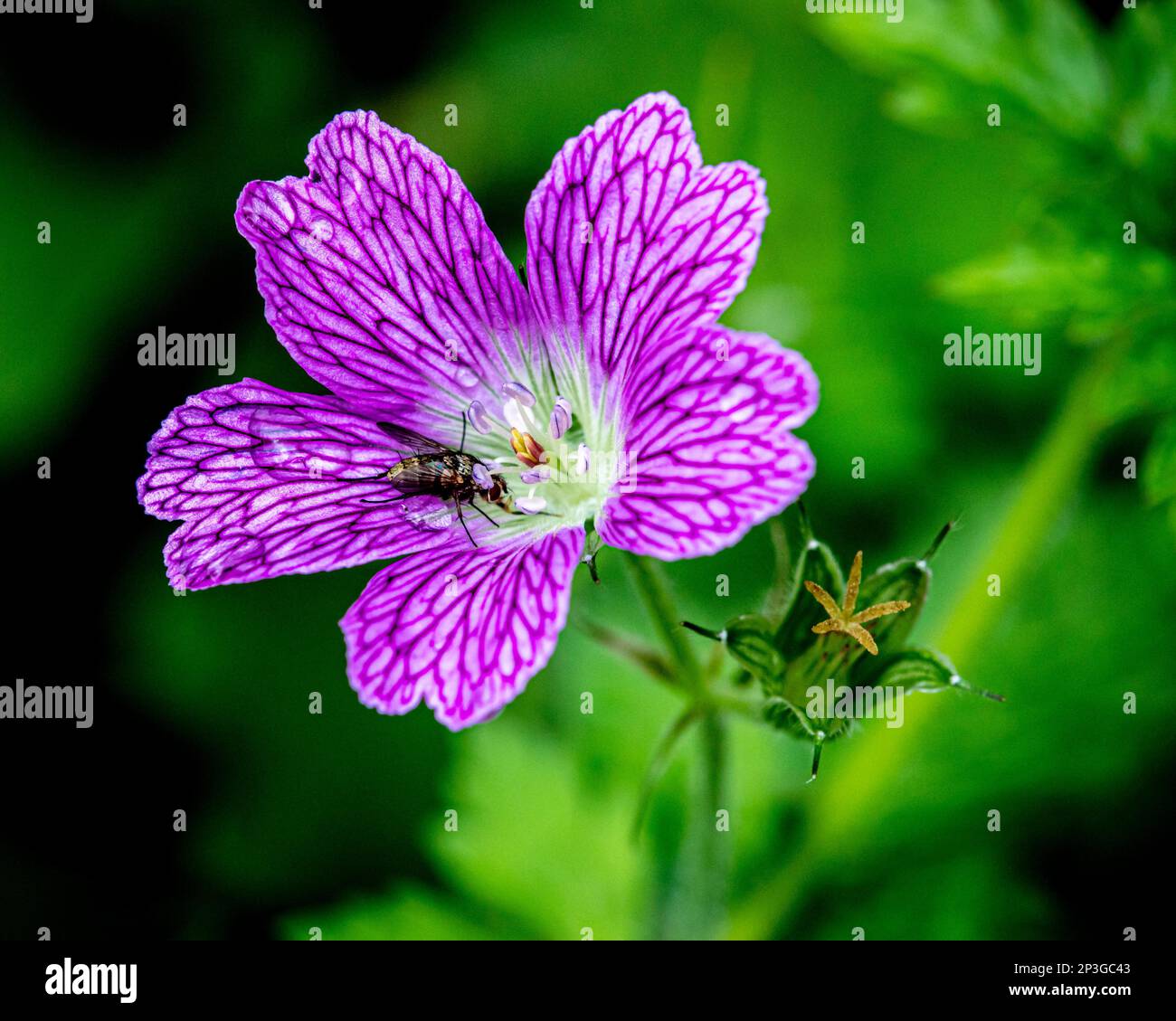 Bug eating the nectar of a wild flower growing in our garden Stock ...