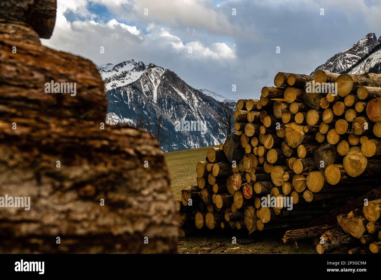 Massive log pile of Pine tree trunks, logging and timber production at ...