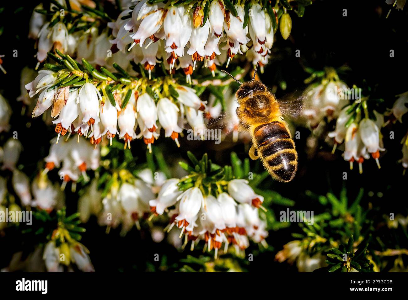 Honey bee feeding off the heather in our garden Stock Photo - Alamy