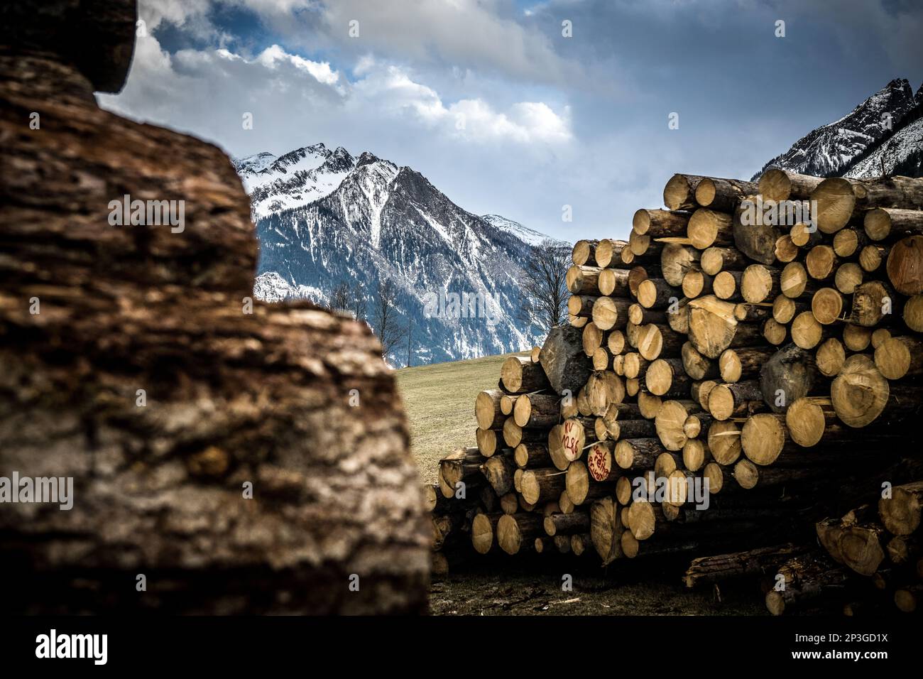 Massive log pile of Pine tree trunks, logging and timber production at ...