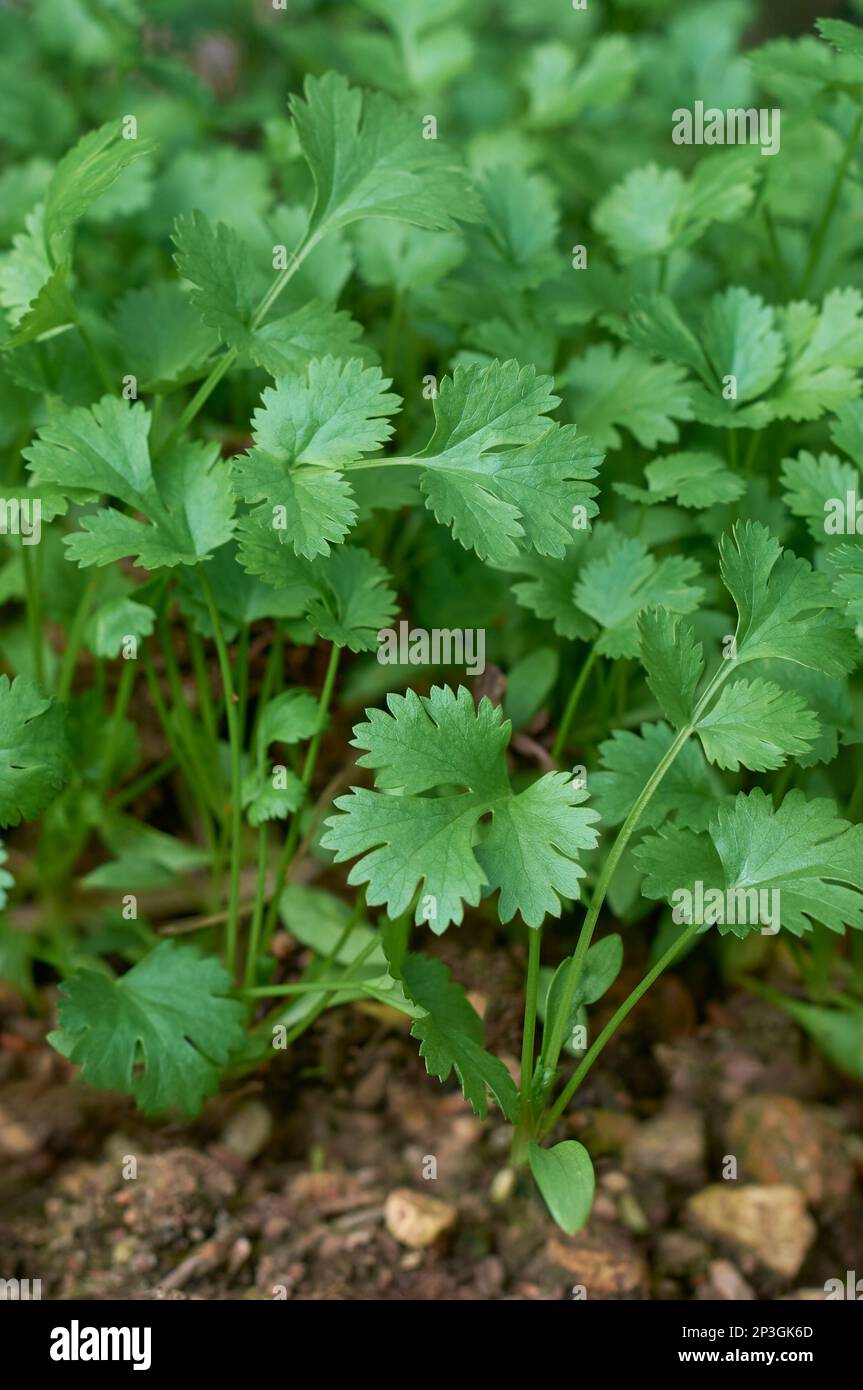 fresh coriander leaves growing in a nursery garden, popular herb known ...