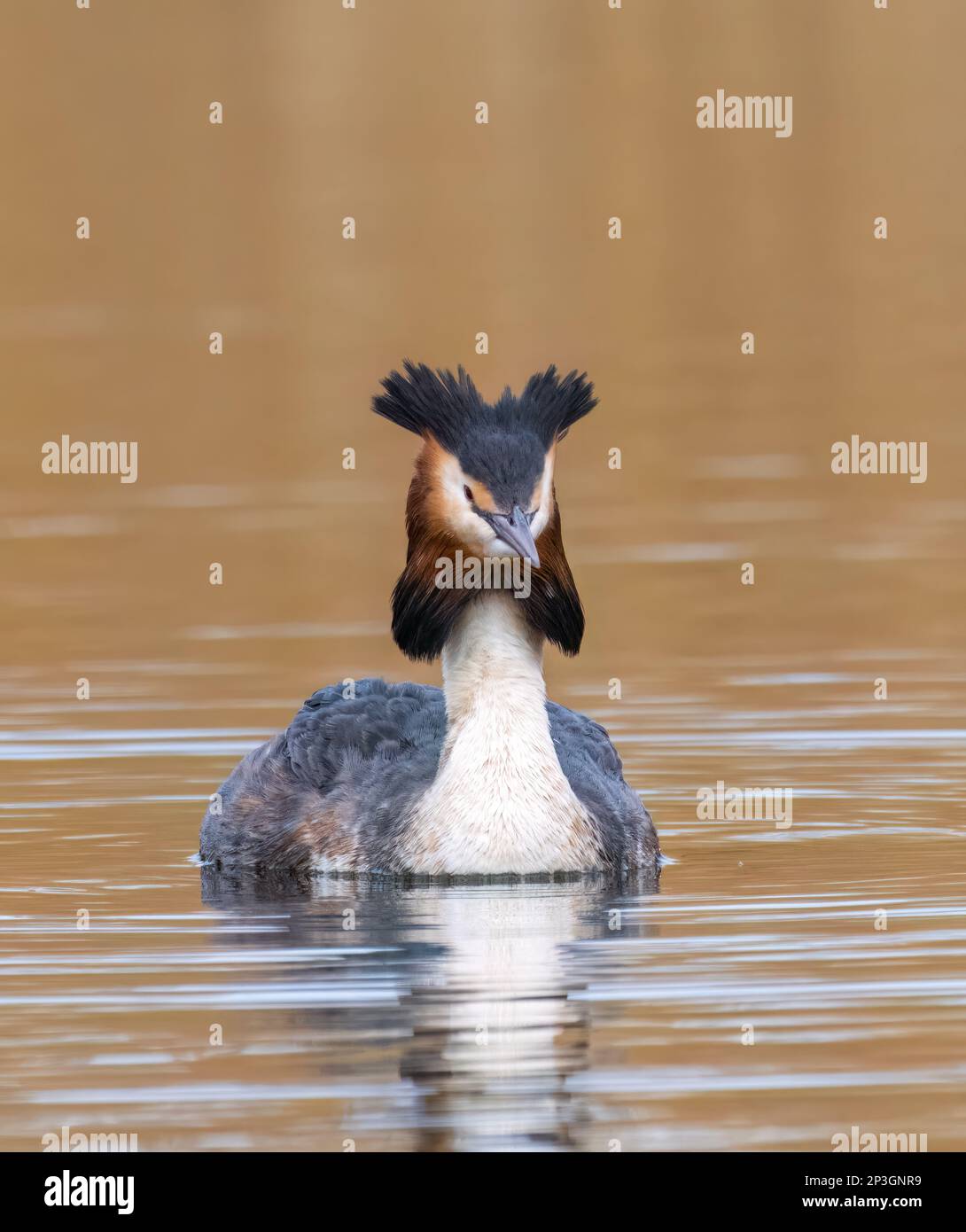 An elegant Great Crested Grebe, (Podiceps cristatus), swims on a lake ...