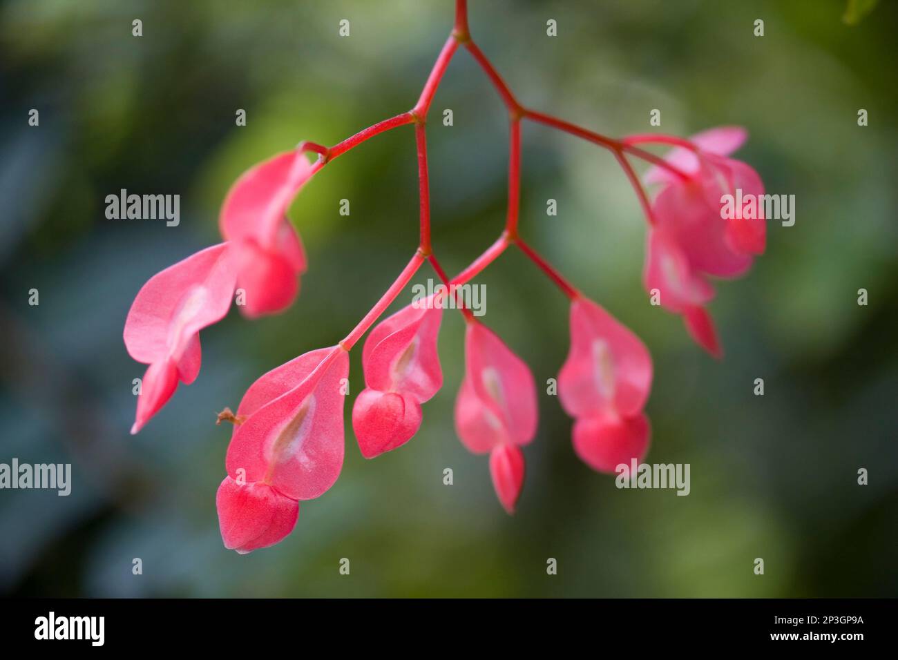 Fuchsia begonia hi-res stock photography and images - Alamy