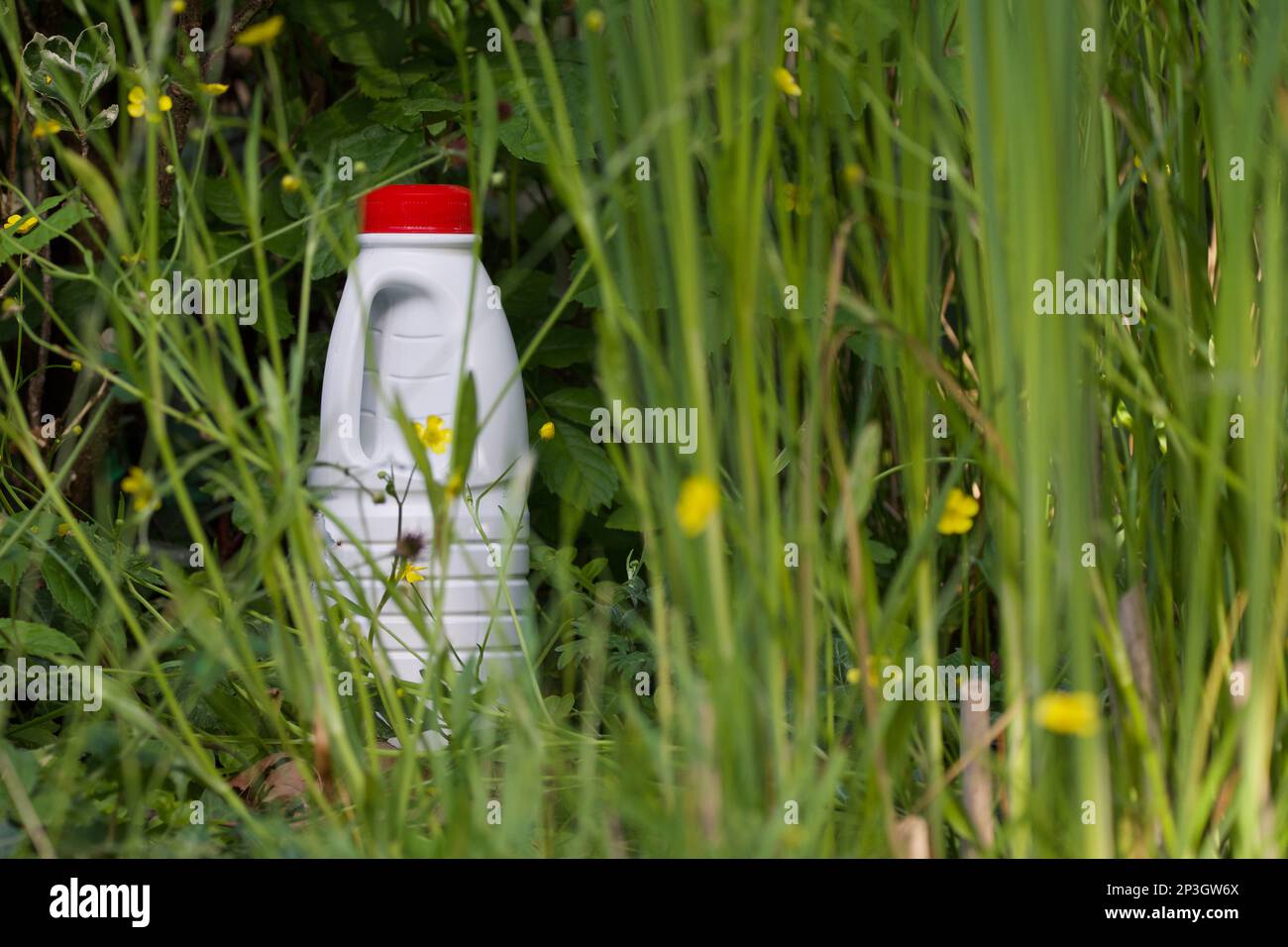 Plastic milk bottle litter on the floor in a reed bed Stock Photo - Alamy