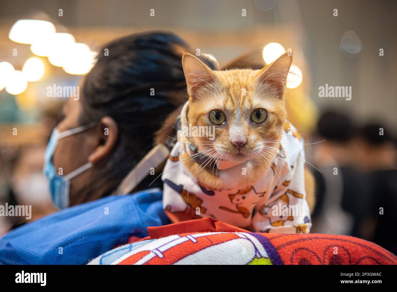 Bangkok, Thailand. 05th Mar, 2023. A cat seen on an owner's shoulder ...