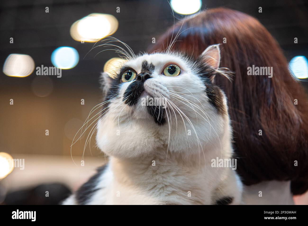 Bangkok, Thailand. 05th Mar, 2023. An owner seen holds her cat during ...