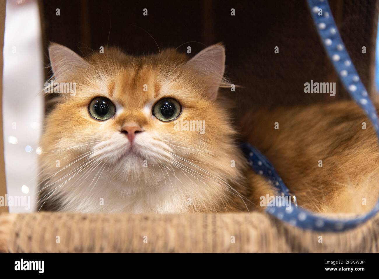 Bangkok, Thailand. 05th Mar, 2023. A cat takes part during the Thailand ...