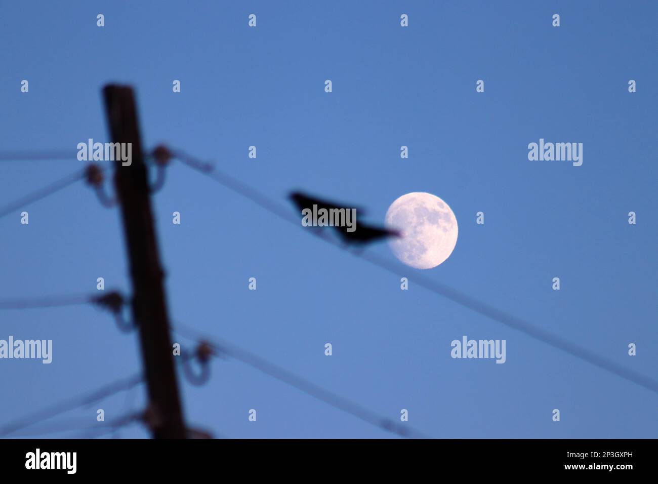 A bird perches on a wire with a moon in the background,creating a ...