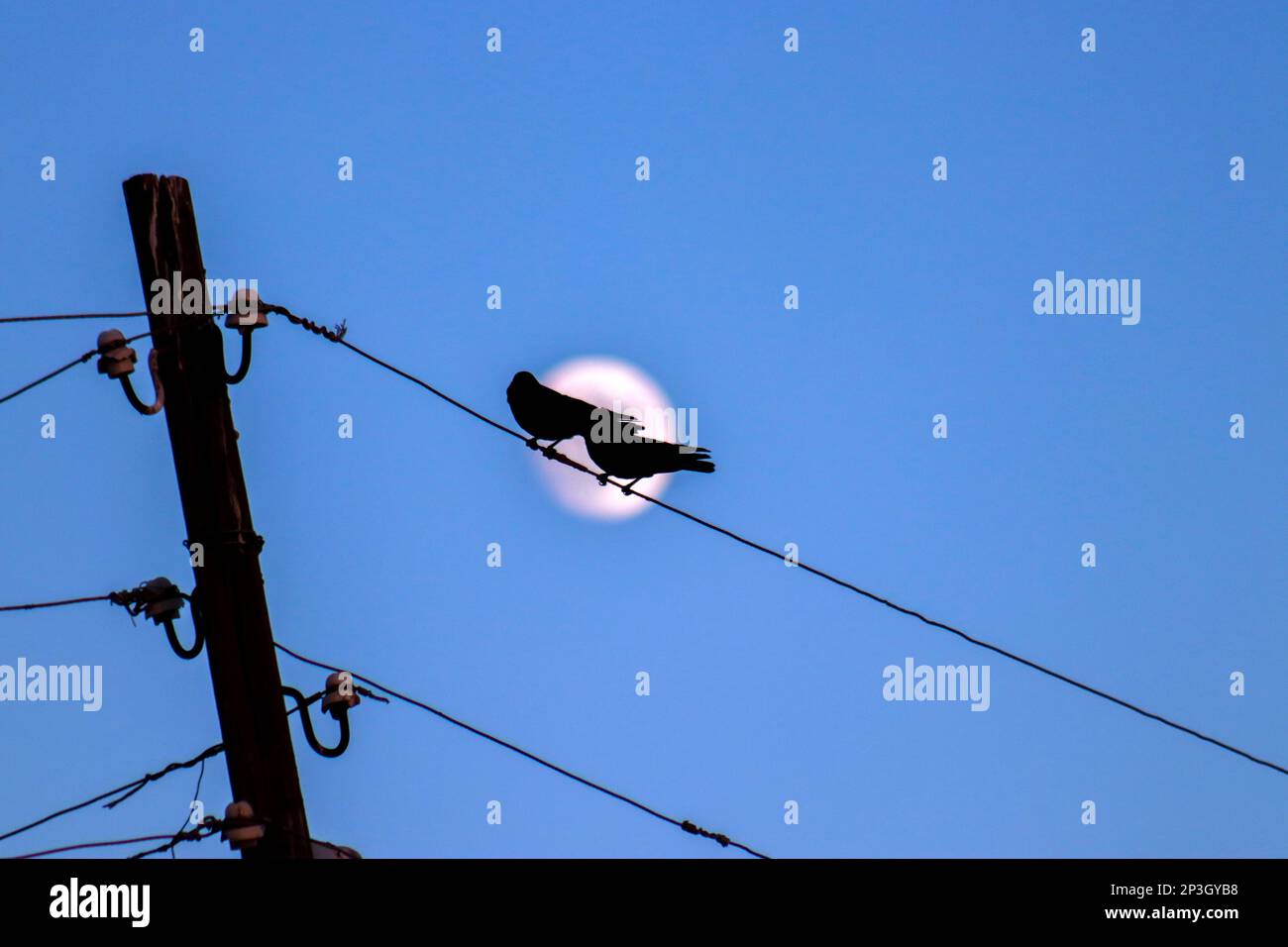 A bird perches on a wire with a moon in the background,creating a ...