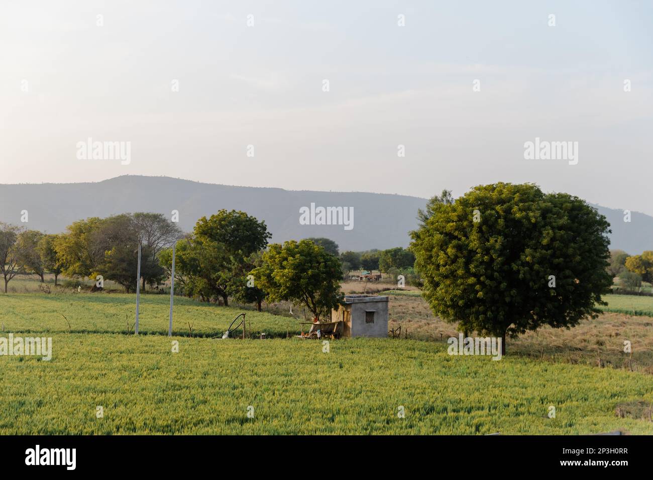 A picturesque scene featuring lush, green grass, bushes and trees, near ...