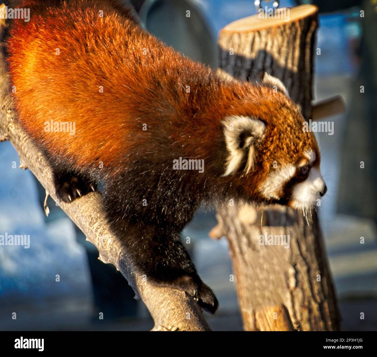 red panda Calgary Zoo Alberta Stock Photo - Alamy