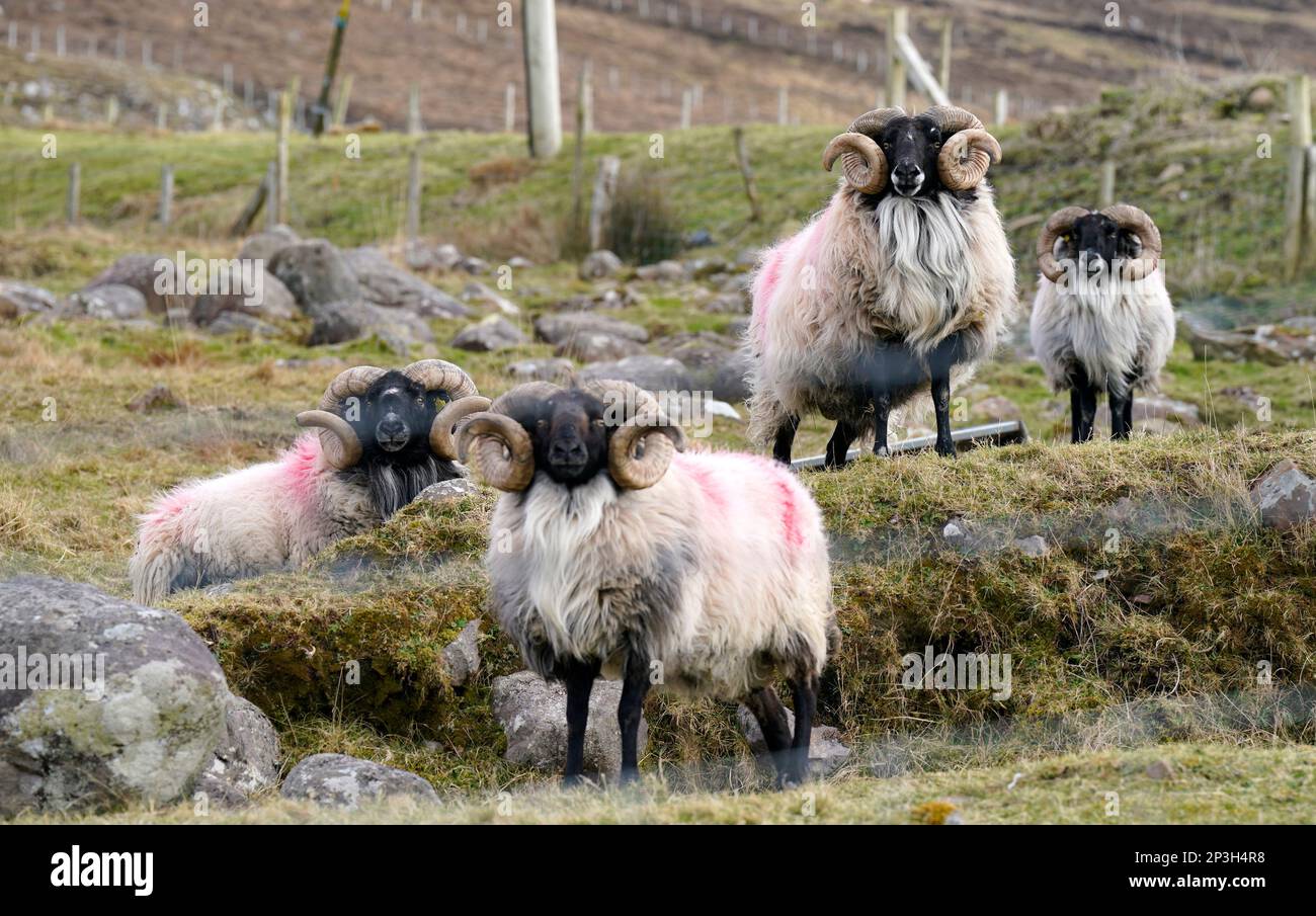 Sheep in Glassillaun, Co Mayo which is near Achill Island where scenes ...