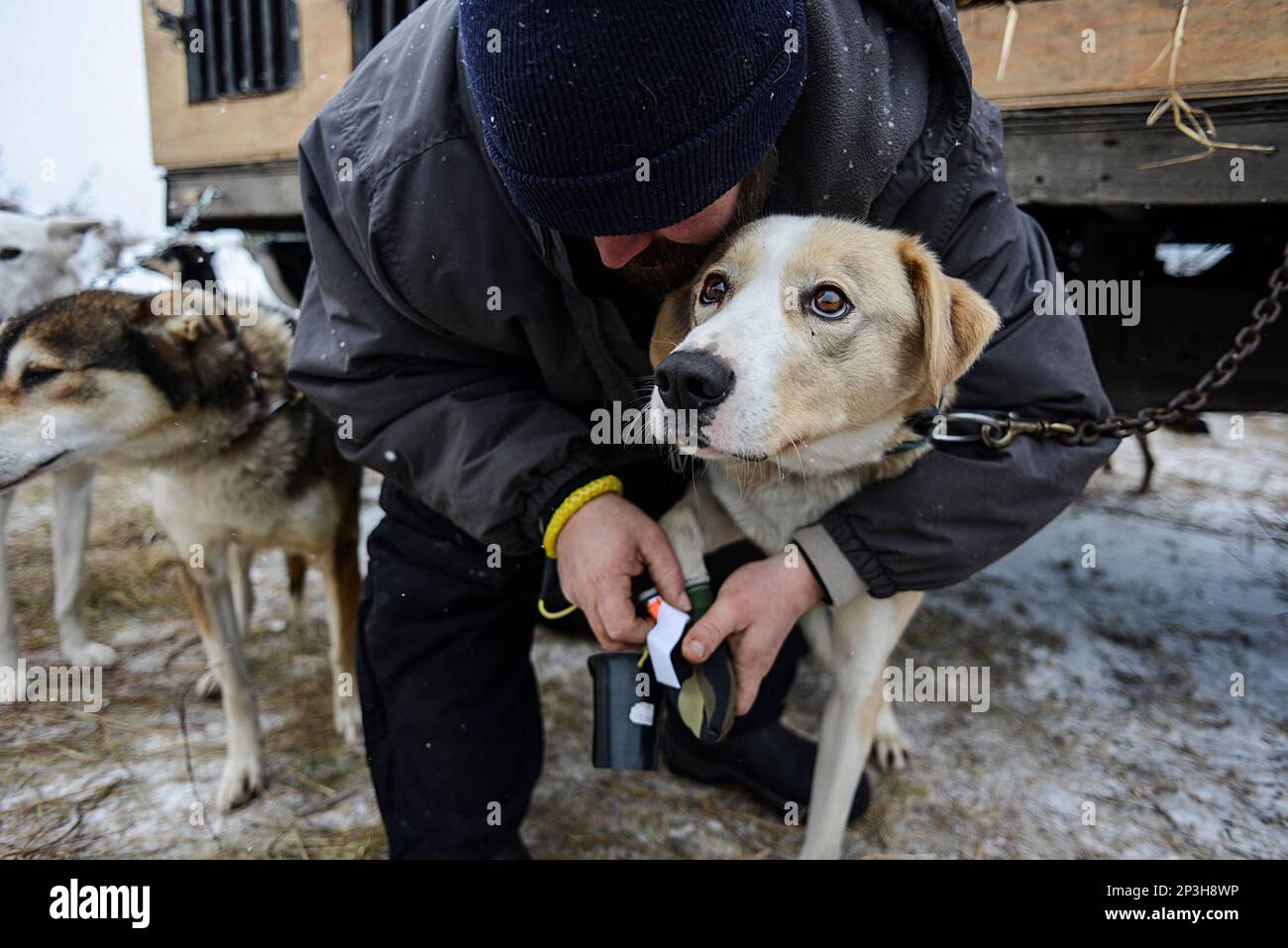 Musher Toni Mai puts booties on his dogs prior to the start of the Jon ...