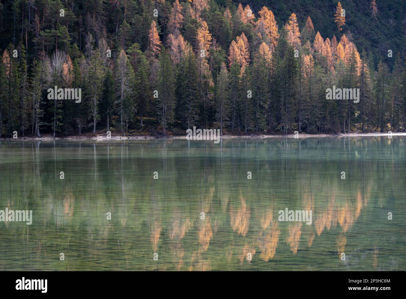 Pinetrees reflecting in the Lake of Misurina, Auronzo di Cadore ...