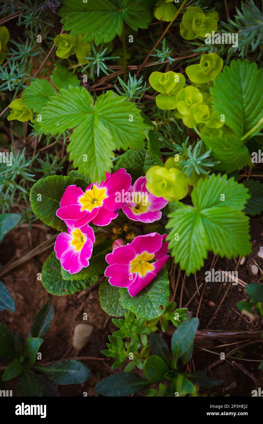 pink blossoming primula, spring flower Stock Photo - Alamy